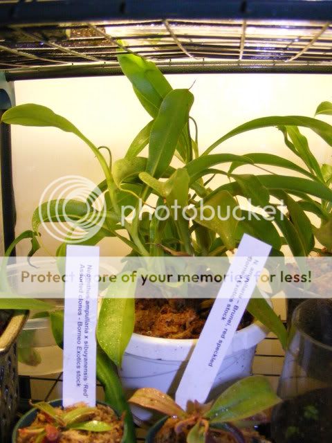 __Sarah's Indoor Greenhouse 2/23 (Lots-o-Pics)__ - FlyTrapCare Forums